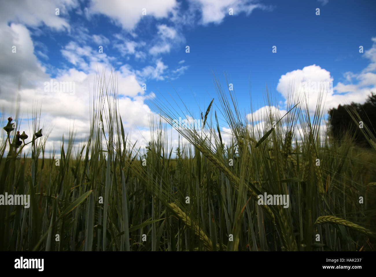 cereal rye field Stock Photo - Alamy
