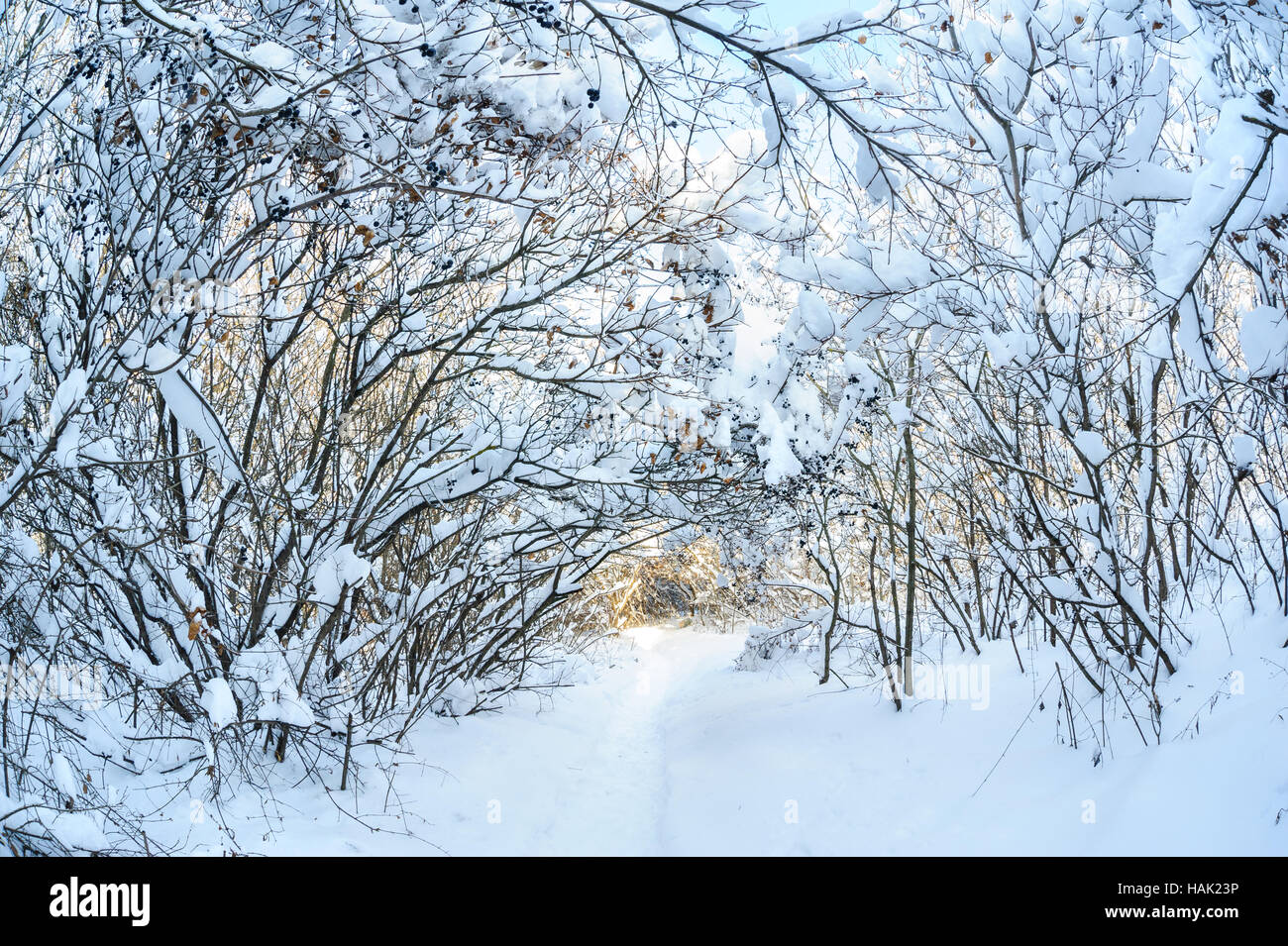 Snow covered winter trees Stock Photo - Alamy