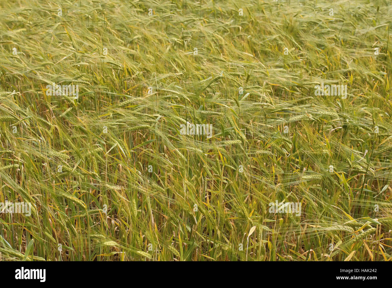 cereal rye field Stock Photo - Alamy