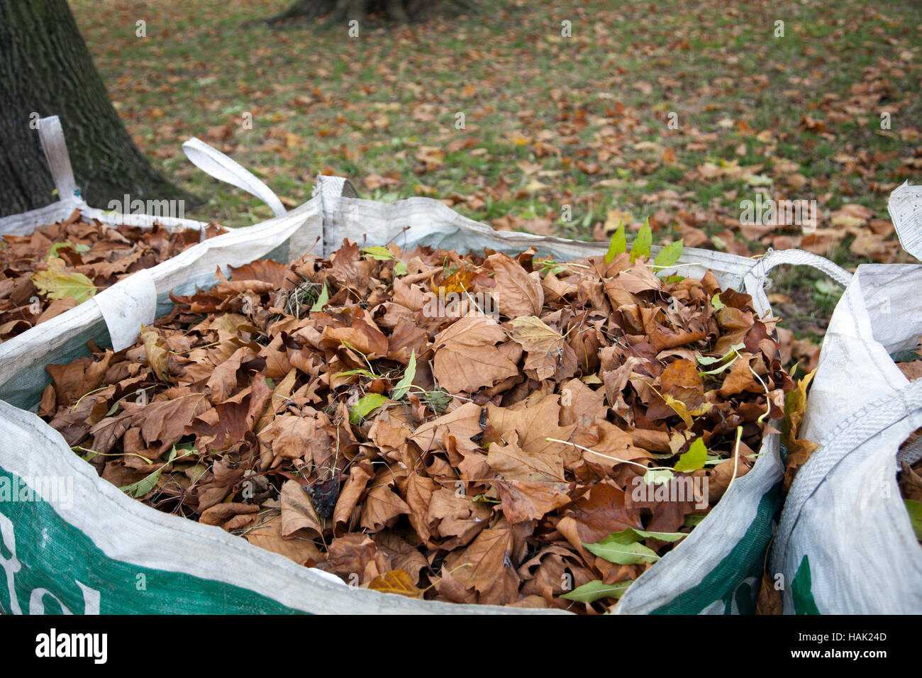Bagged leaves hi-res stock photography and images - Alamy