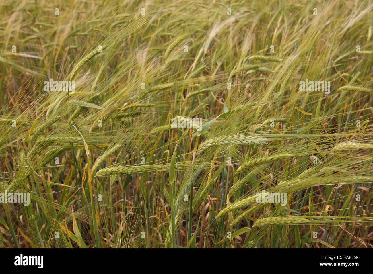cereal rye field Stock Photo - Alamy