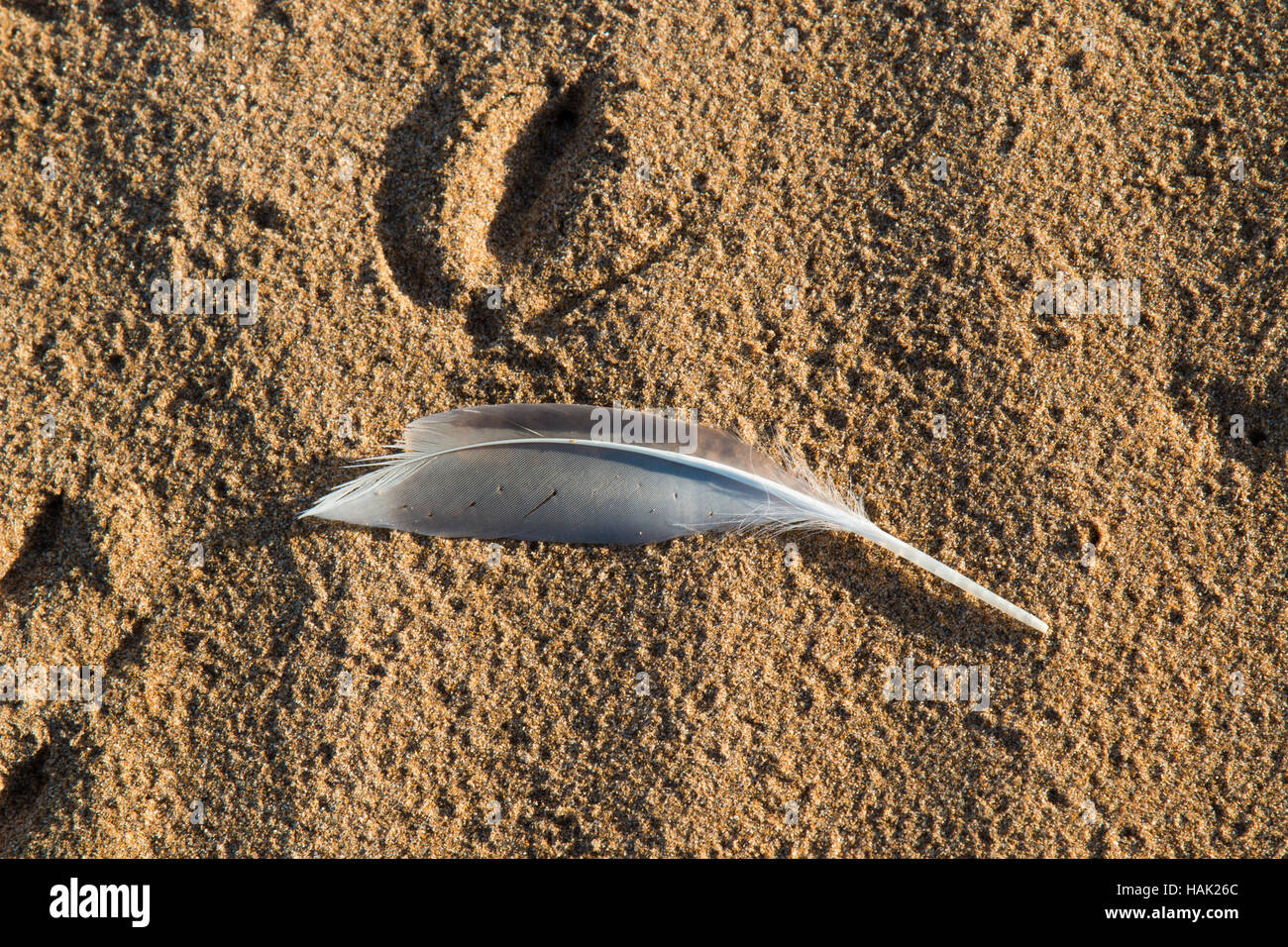 Light grey seagull feather on the dark yellow sand on the beach. Early ...
