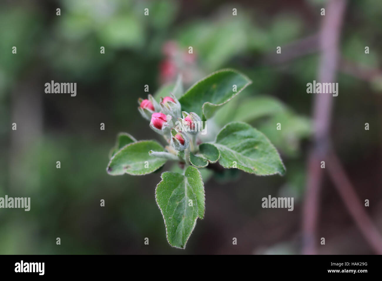 spring macro leaf and flower of new life Stock Photo - Alamy