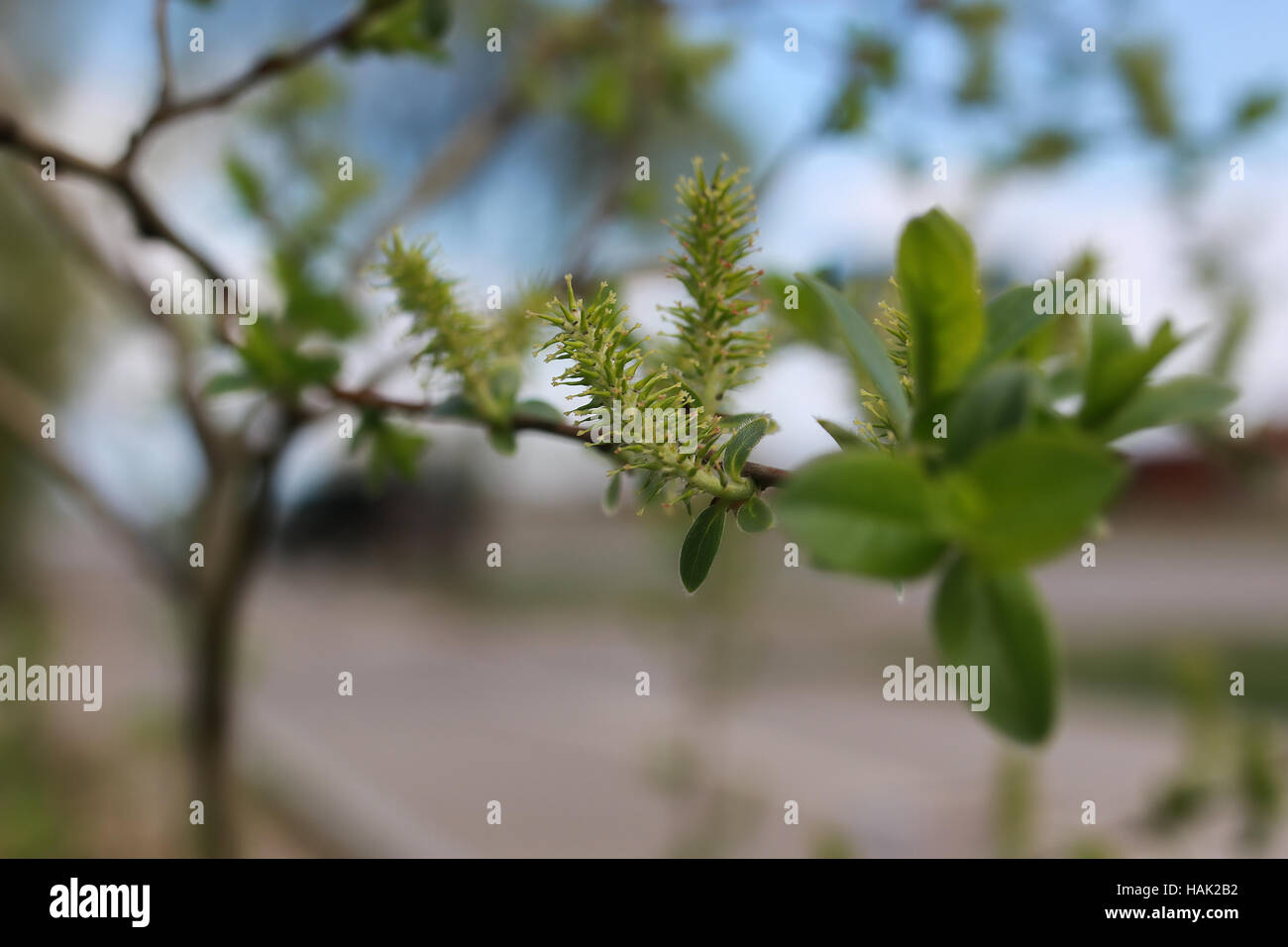 spring macro leaf and flower of new life Stock Photo - Alamy
