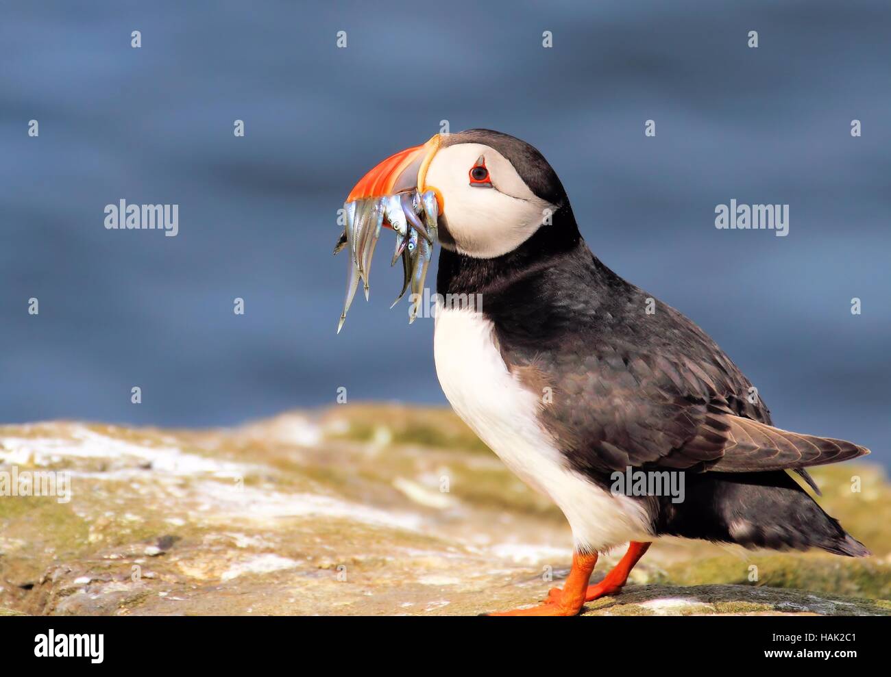 Puffin fishing hi-res stock photography and images - Alamy