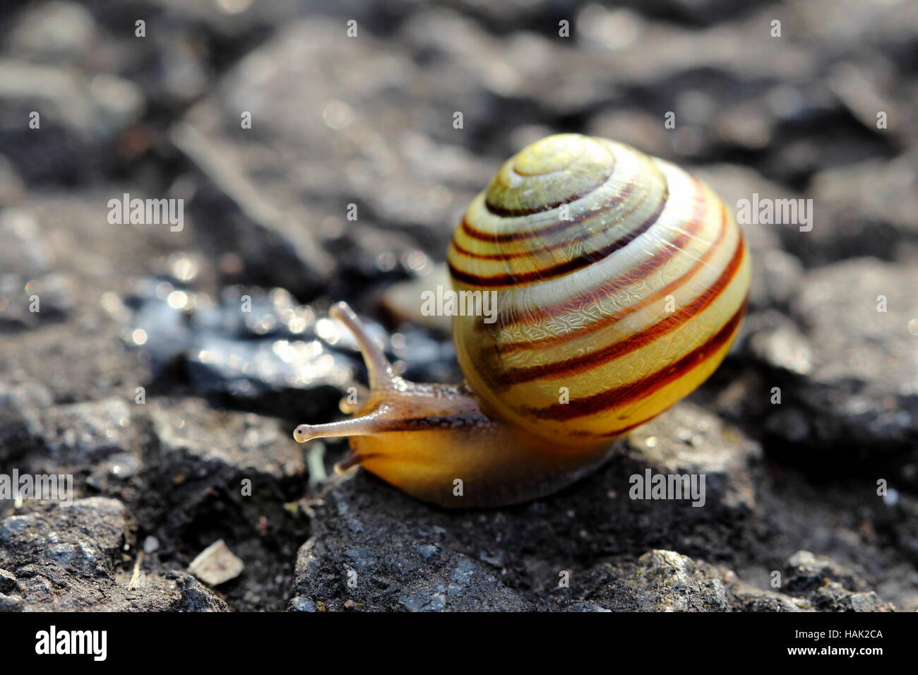 Brian the snail hi-res stock photography and images - Alamy