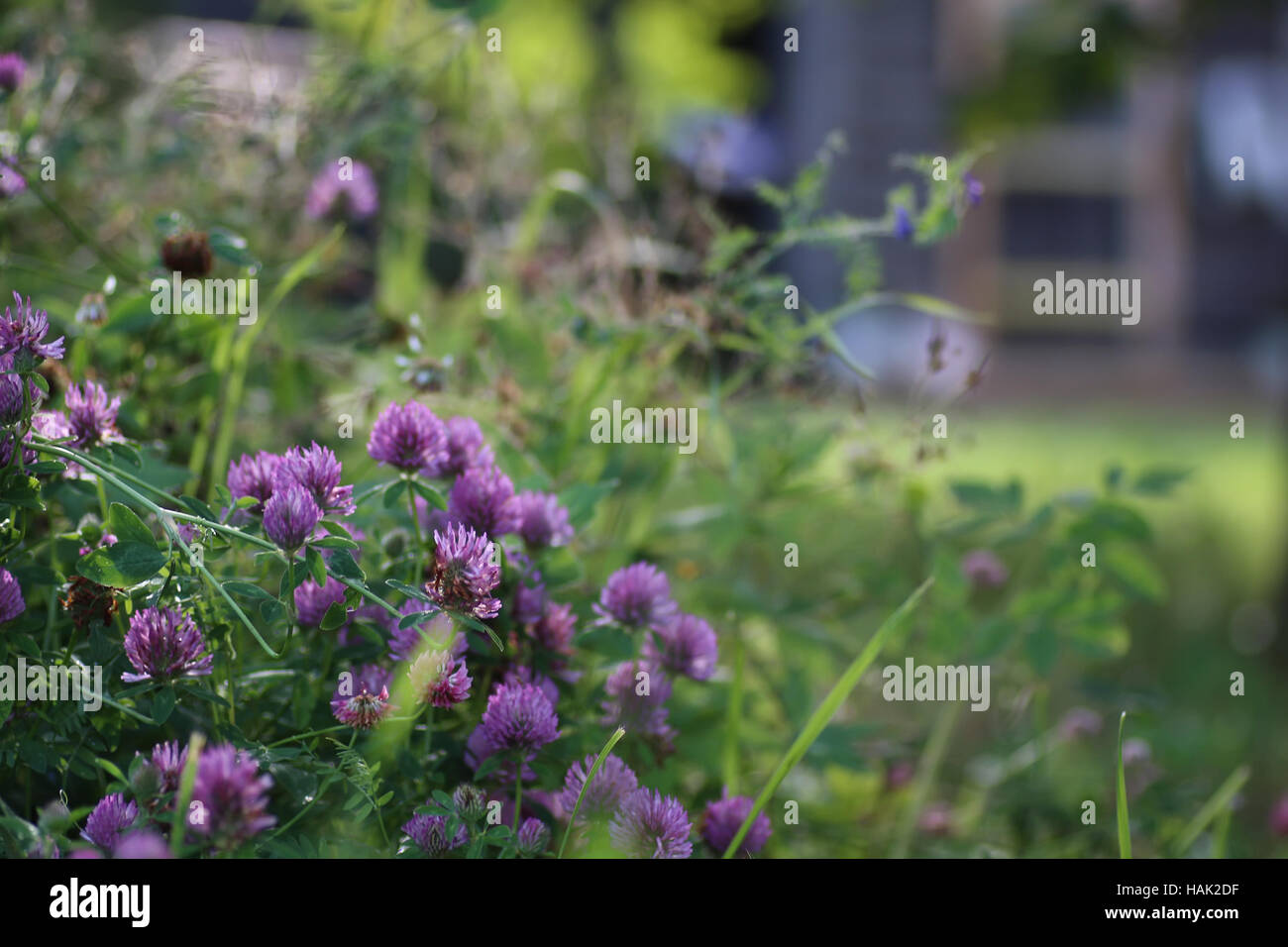 flower light from the sun in the field Stock Photo - Alamy