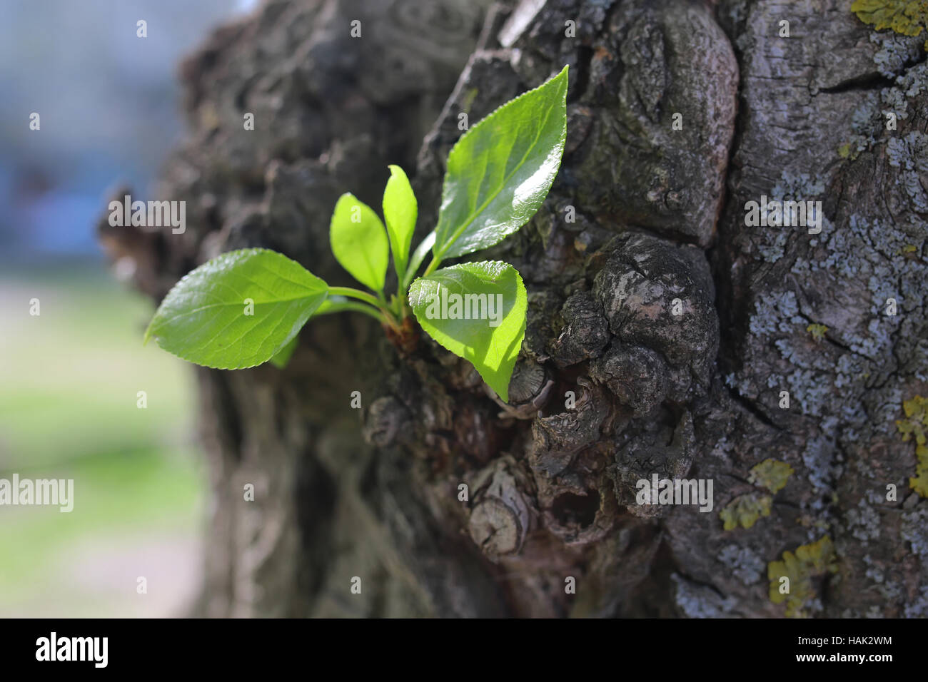 new leaf on tree Stock Photo - Alamy
