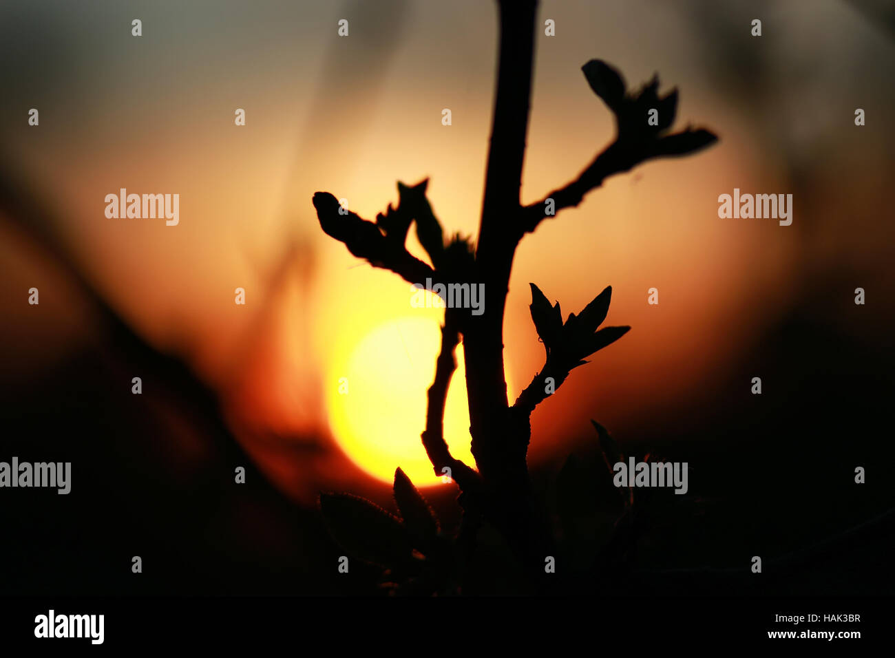 fresh spring leaves on a tree Stock Photo - Alamy
