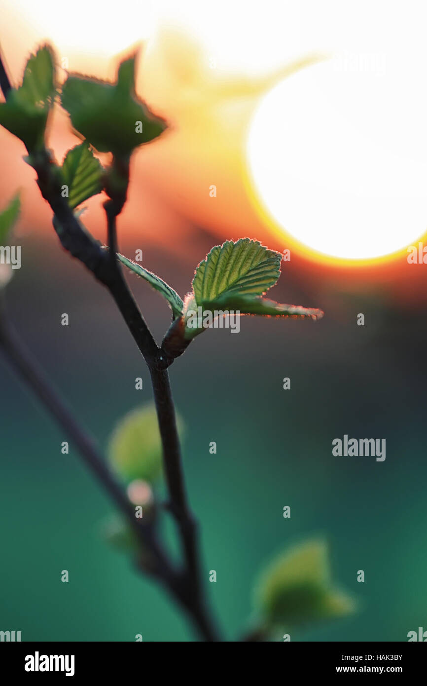 spring fresh leaves on a tree sunset Stock Photo - Alamy