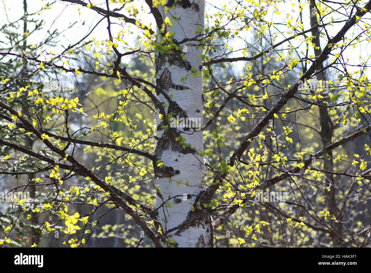 fresh spring leaves on a tree Stock Photo - Alamy
