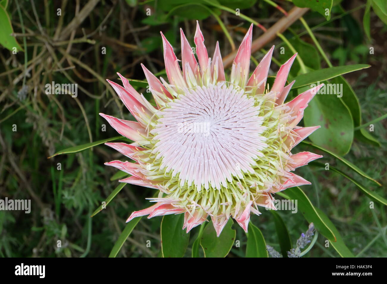 Flowers from Haleakala Stock Photo - Alamy