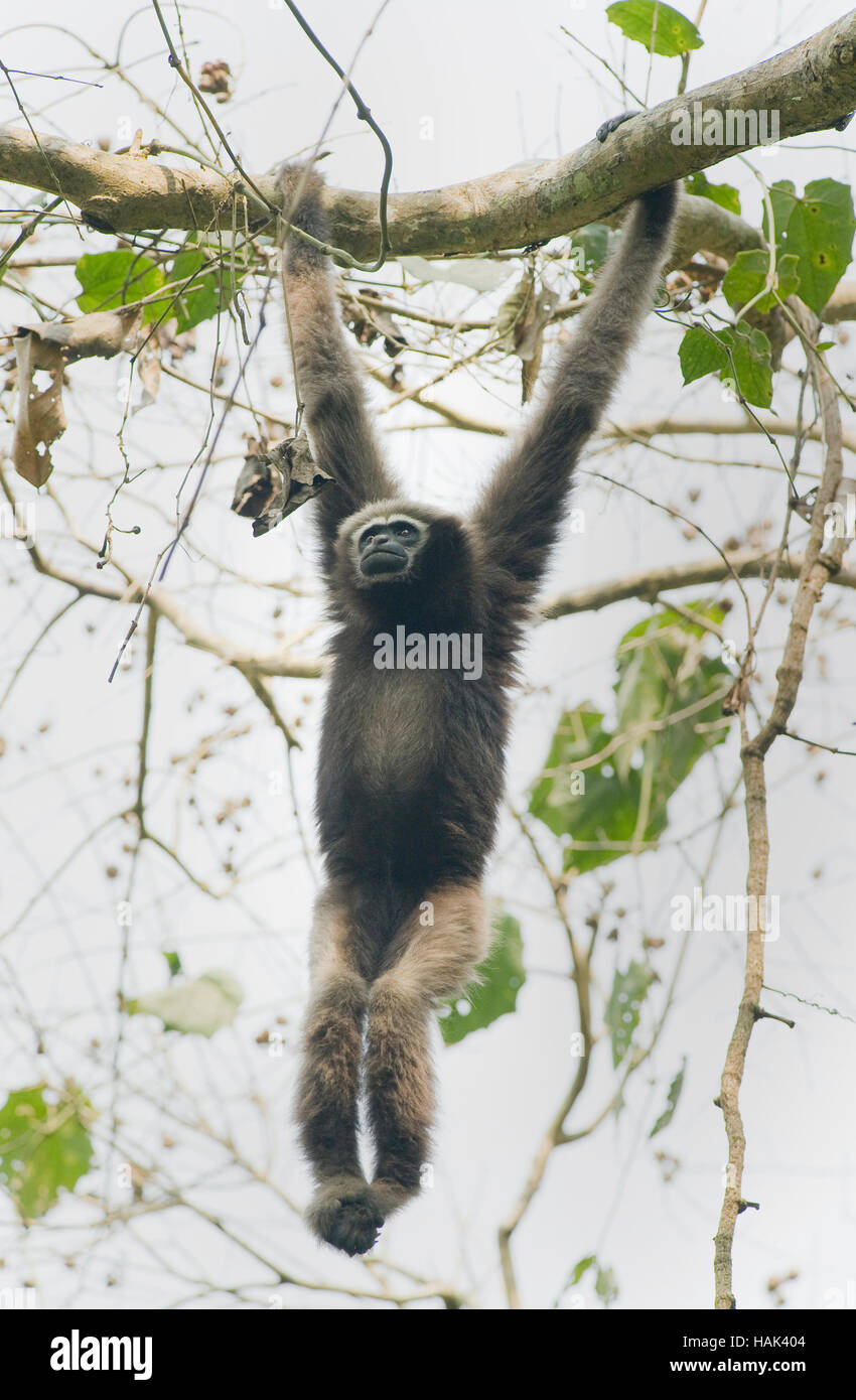 Western Hoolock Gibbon (Hoolock hoolock) Female, Gibbon Wildlife ...