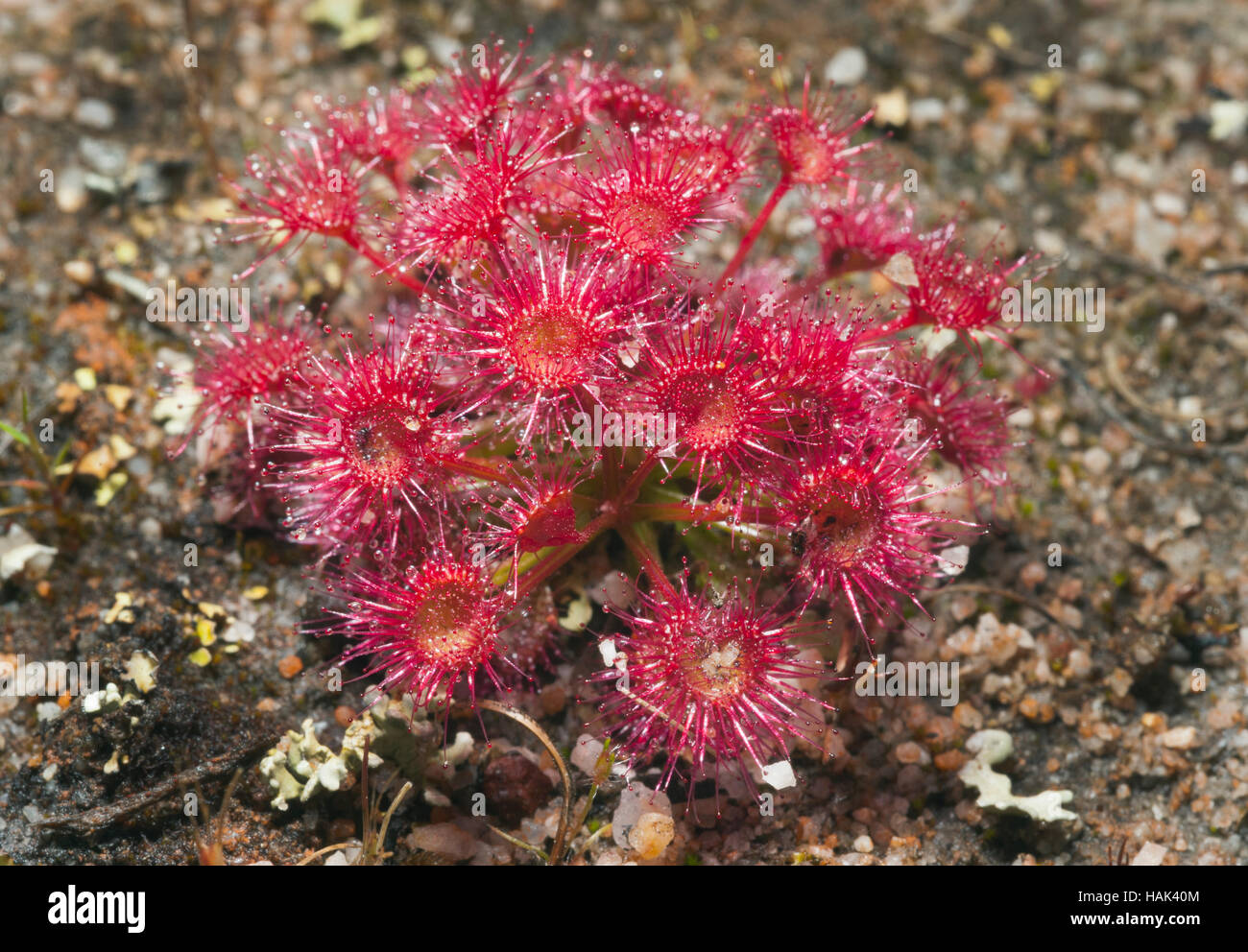 Native plant western australia hi-res stock photography and images - Alamy