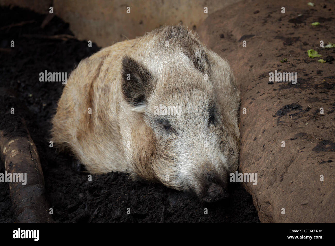 Boar eyes hi-res stock photography and images - Alamy