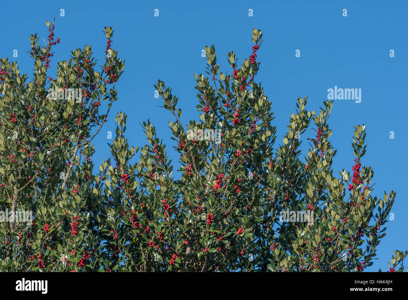 Holly / Ilex aquifolium tree with red poisonous holly berries seen ...