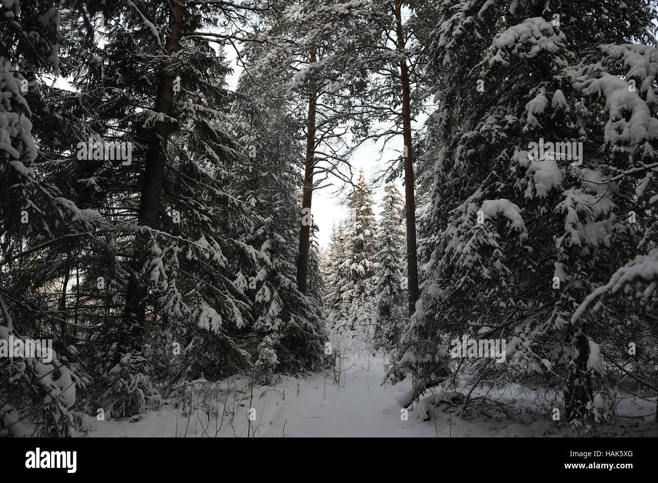 wintry snow covered forest view Stock Photo - Alamy