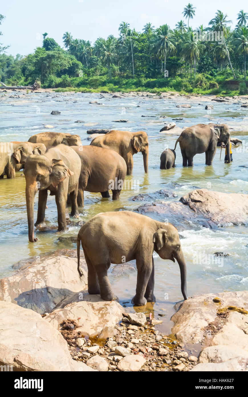 Pinnawala Elephant Orphanage Elephants Kandy Sri Lanka Stock Photo ...