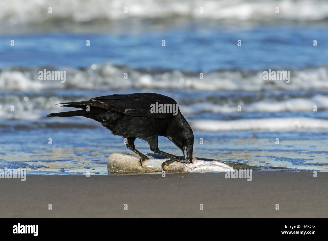 Scavenging carrion crow (Corvus corone) feeding on dead European conger ...