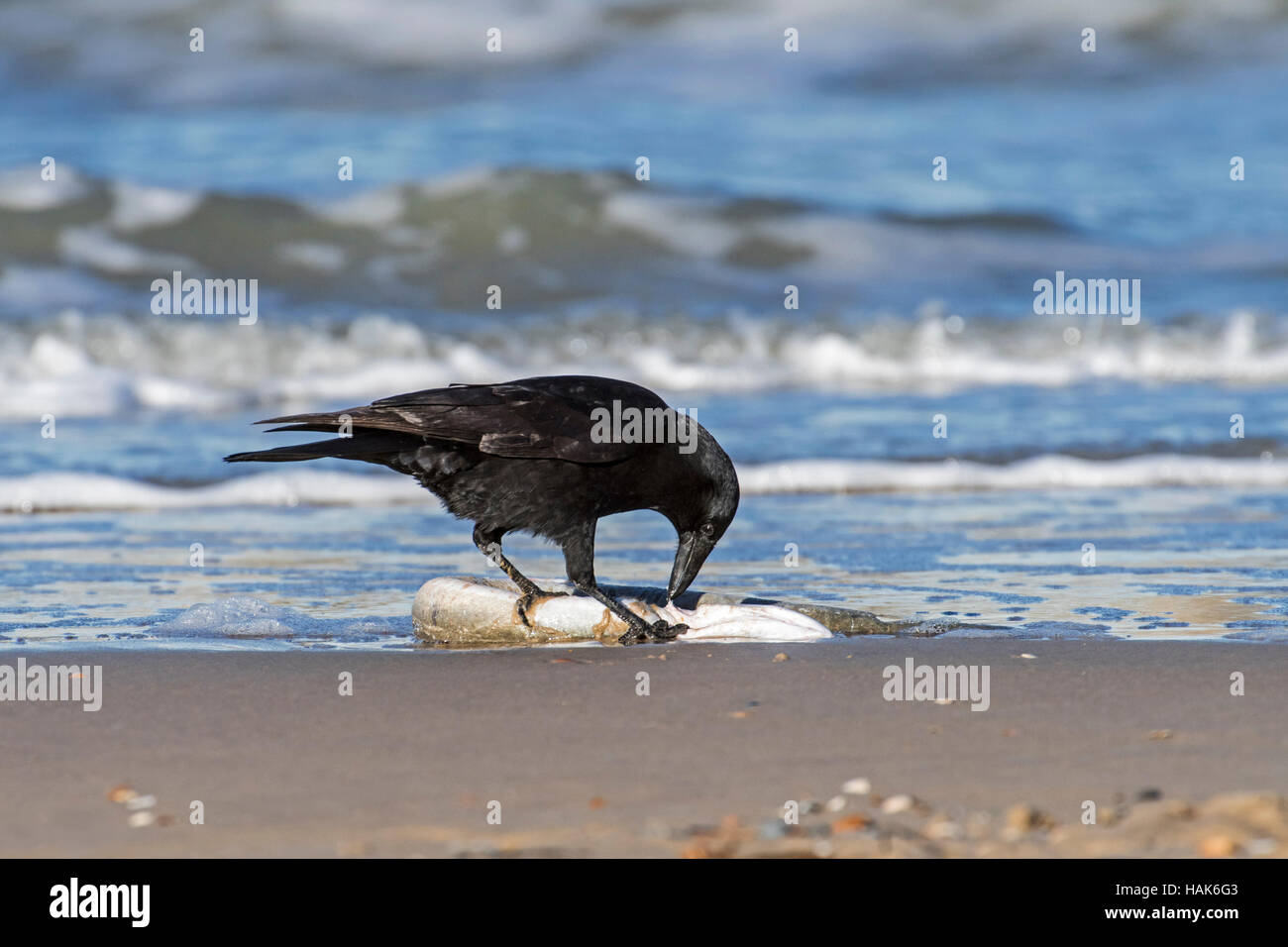 Scavenging carrion crow (Corvus corone) feeding on dead European conger ...