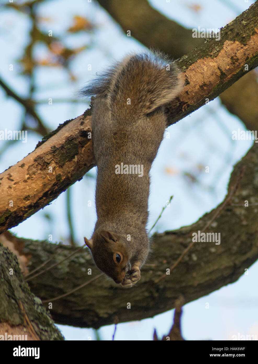 Acrobatic animal hi-res stock photography and images - Alamy
