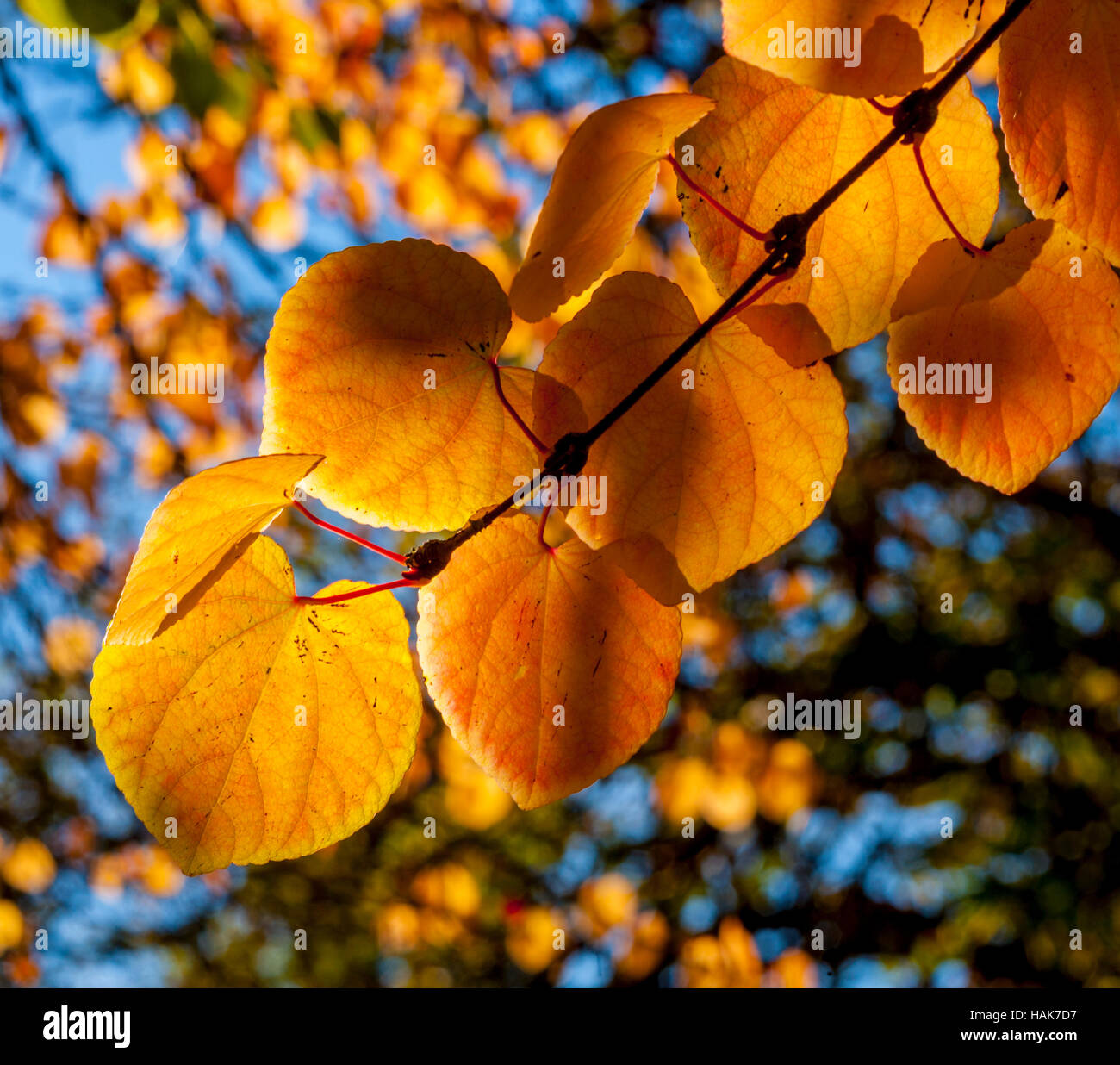 Lit tree hi-res stock photography and images - Alamy
