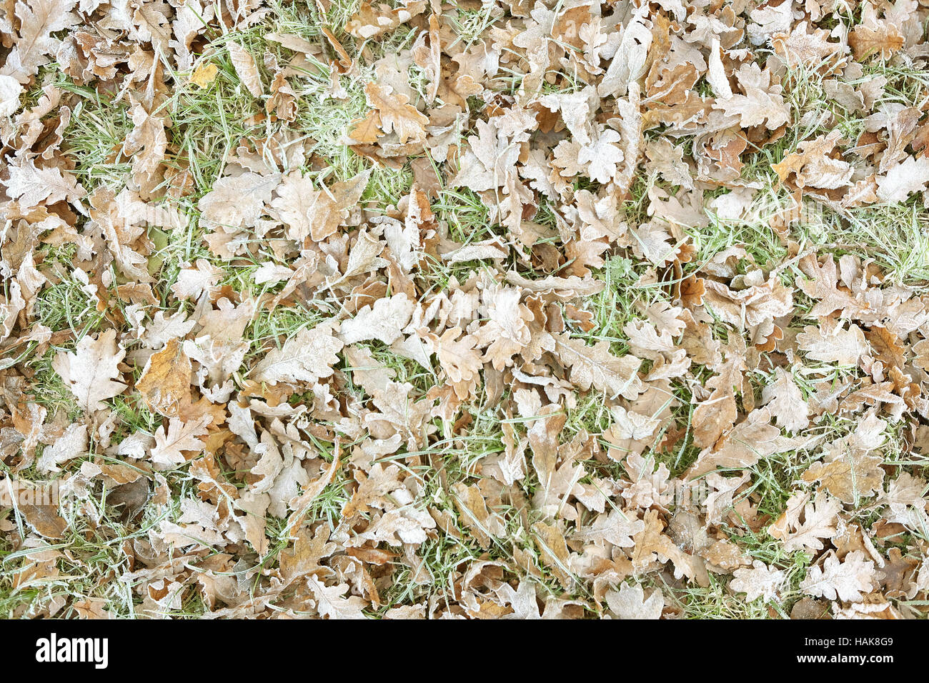 Autumn fall leaf litter on the woodland floor Stock Photo - Alamy