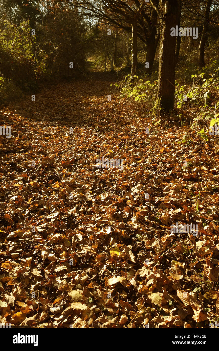 Autumn fall leaf litter on the woodland floor Stock Photo - Alamy