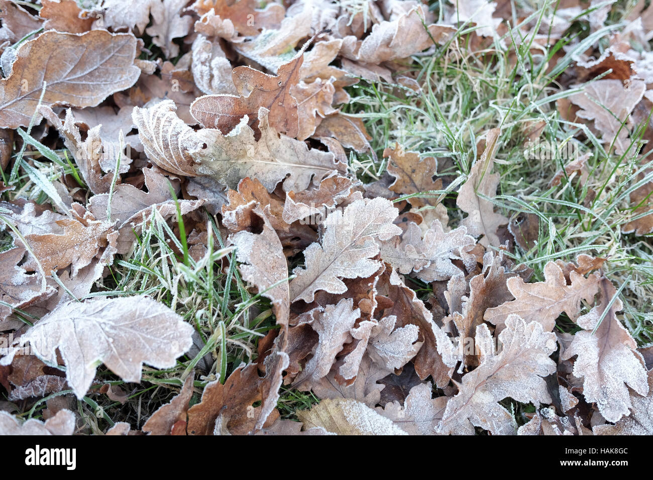 16th November 2016, First frost of Autumn fall leaf litter on the ...
