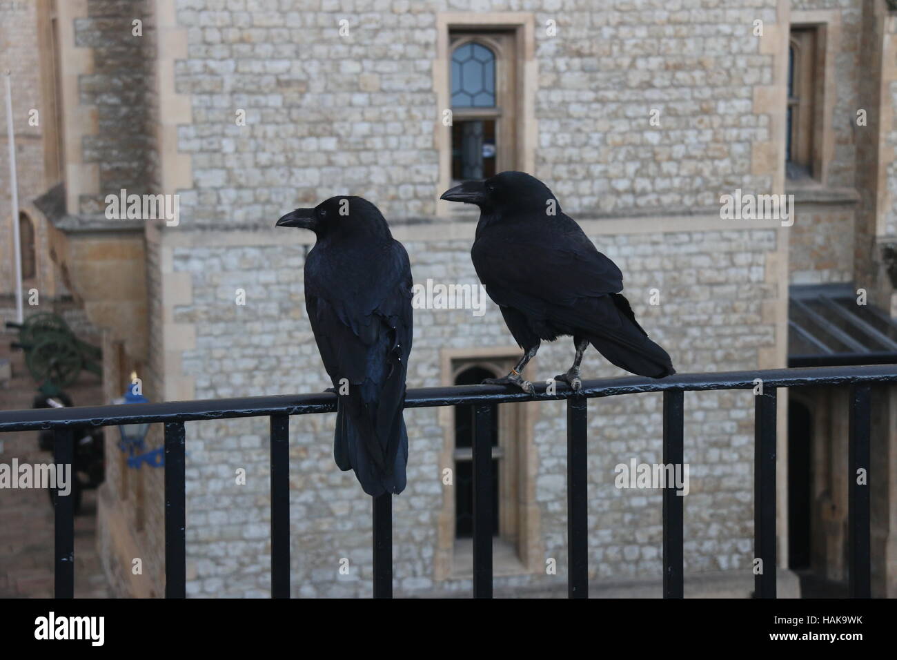 Two ravens hi-res stock photography and images - Alamy