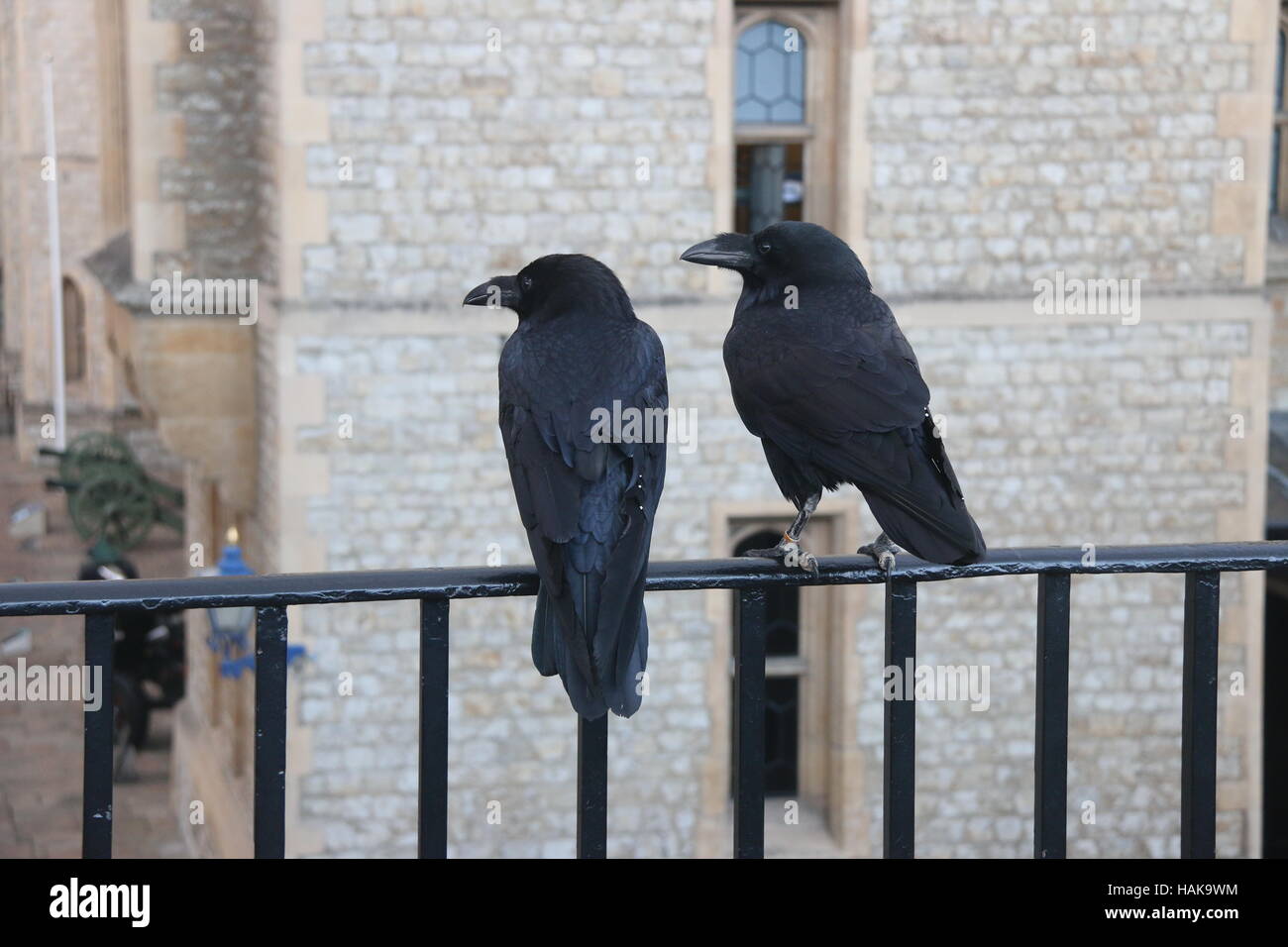 Ravens crow hi-res stock photography and images - Alamy