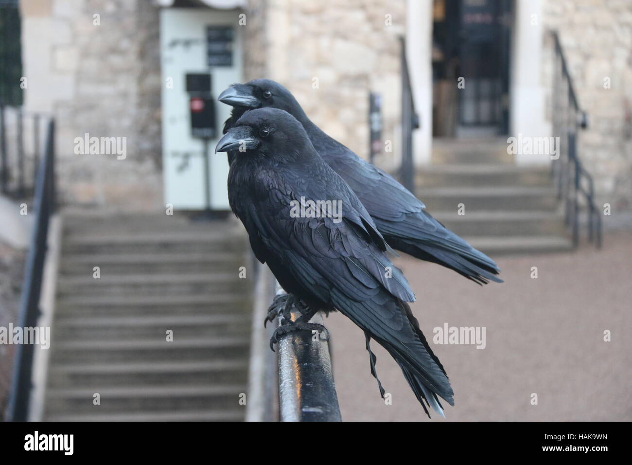 Two ravens hi-res stock photography and images - Alamy
