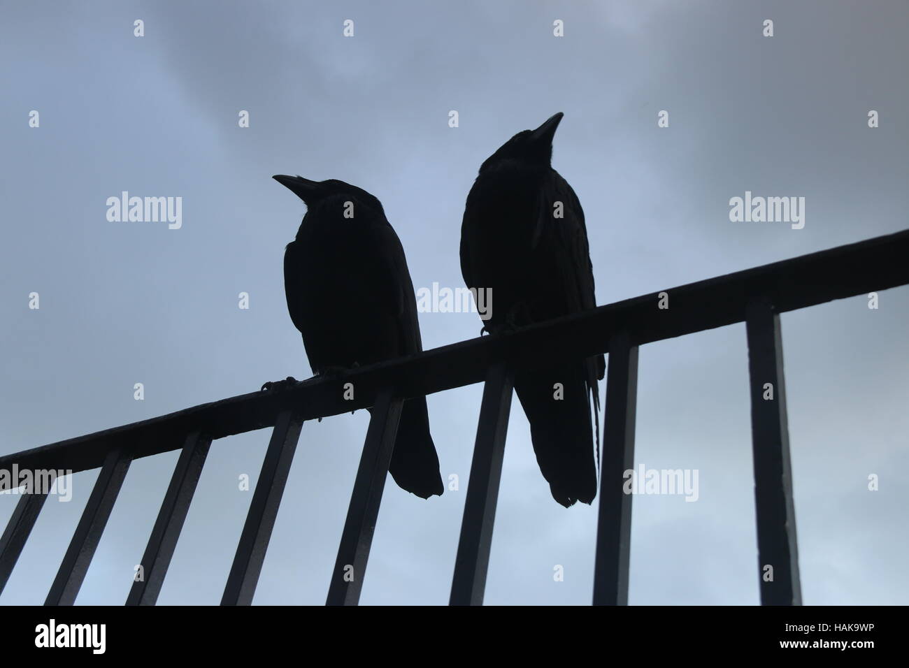Ravens High Resolution Stock Photography and Images - Alamy