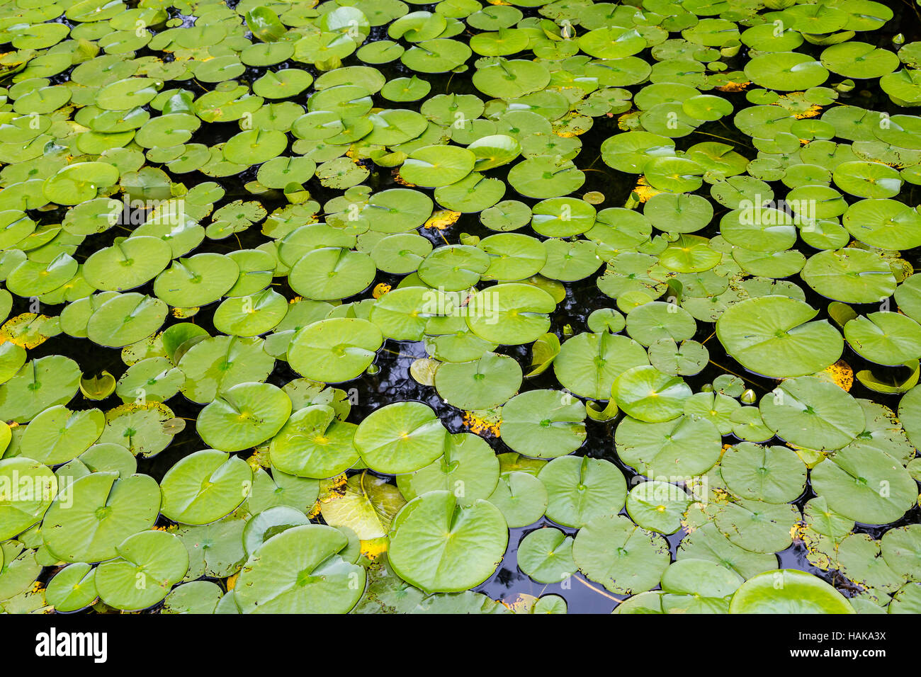 Green lilly pads hi-res stock photography and images - Alamy