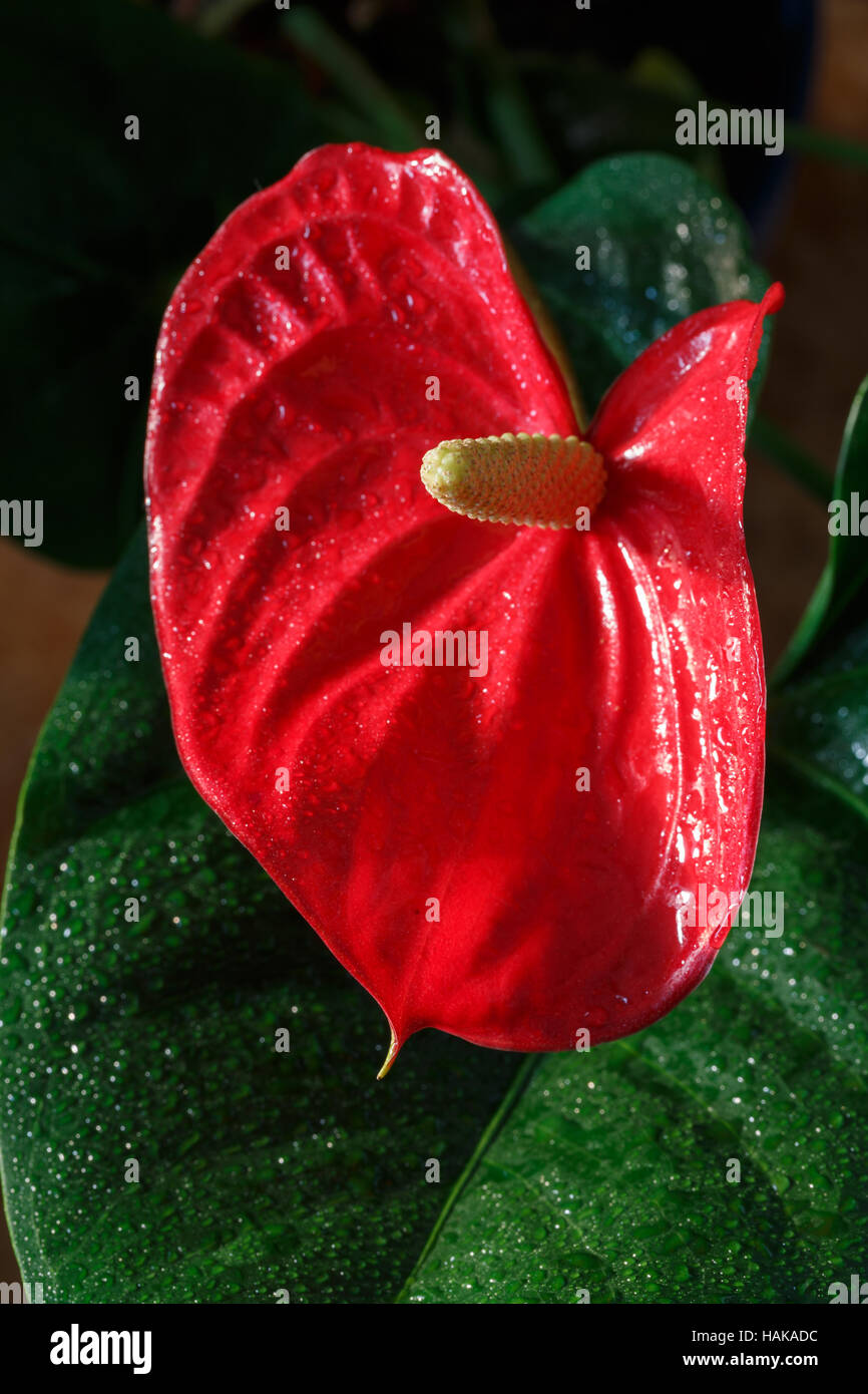 Red anthurium flower hi-res stock photography and images - Alamy