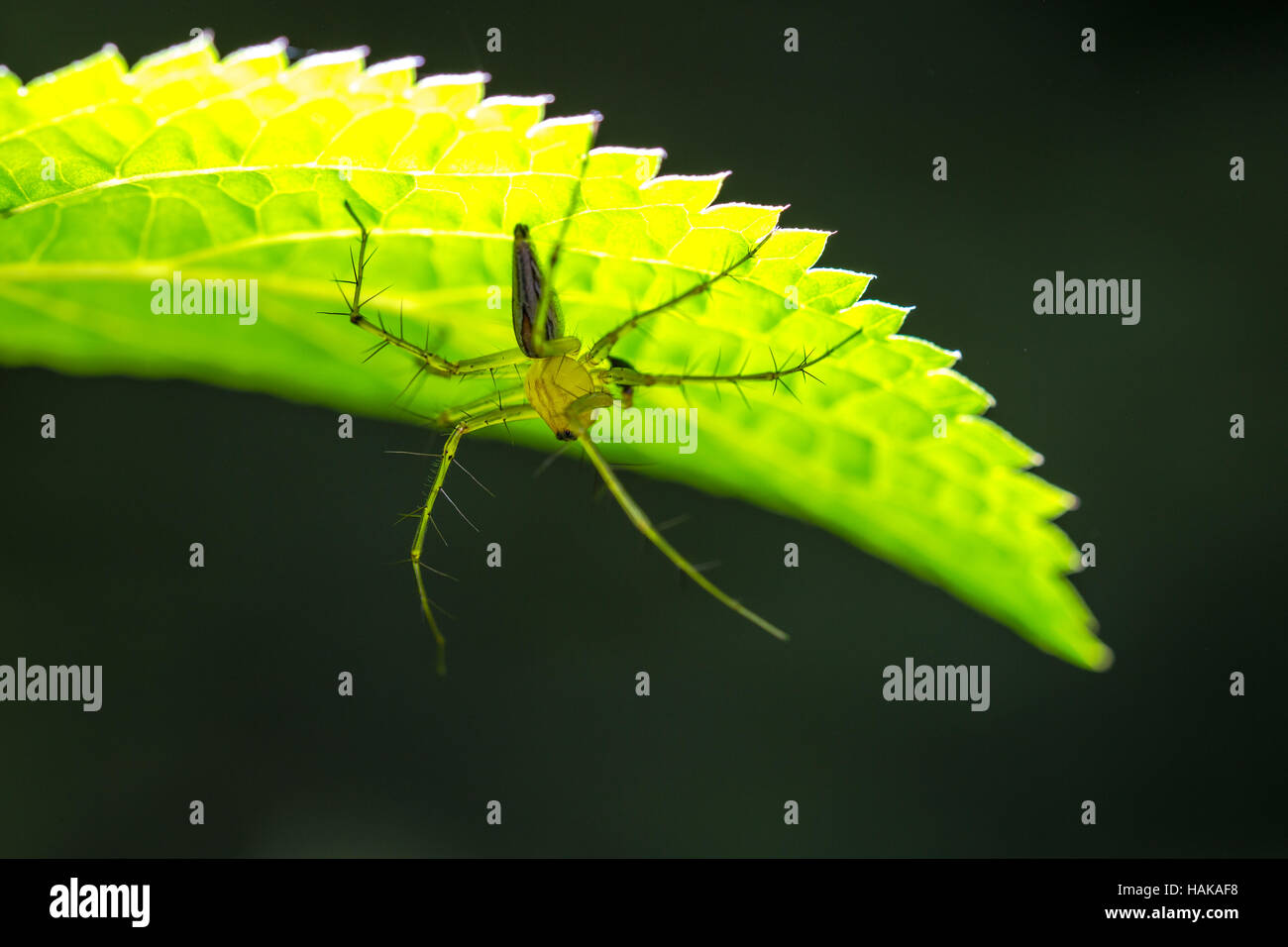 Spider hiding under leaf hi-res stock photography and images - Alamy