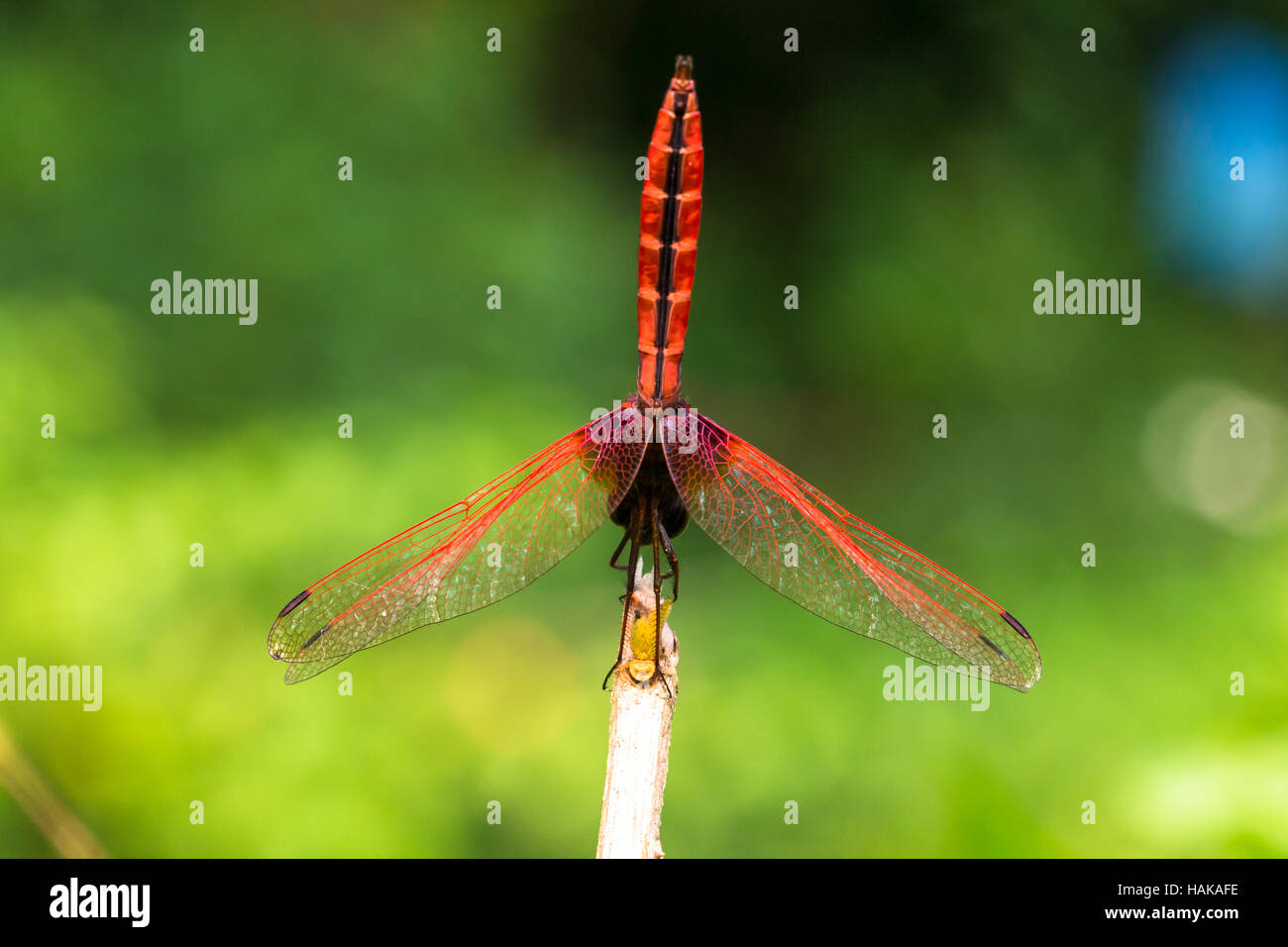 Portrait of dragonfly - Crimson Dropwing (female Stock Photo - Alamy