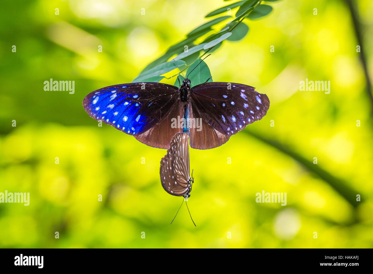 Butterfly mating on tree - Striped Blue Crow Butterfly Stock Photo - Alamy