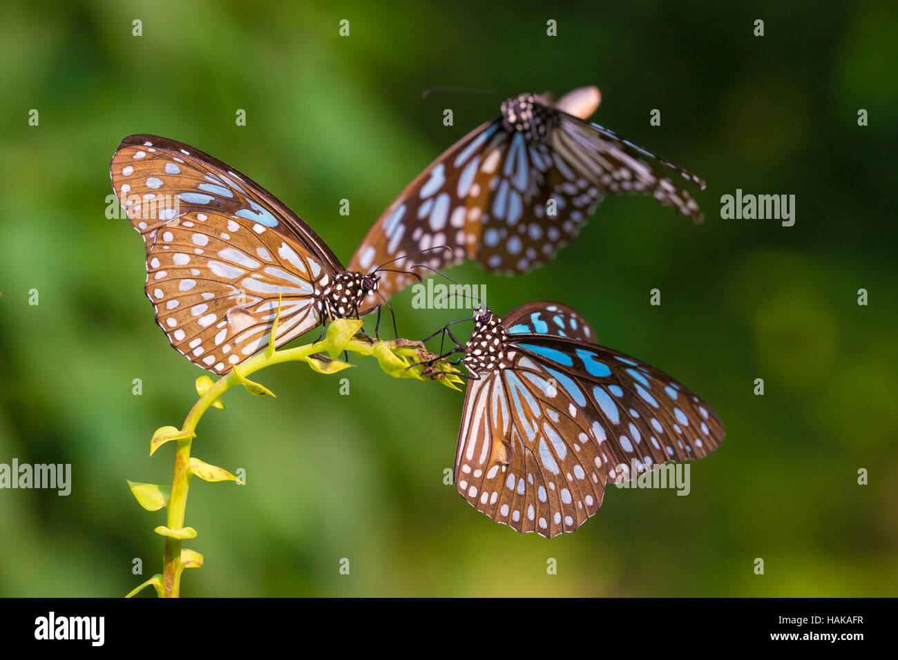 Blue tiger hi-res stock photography and images - Alamy