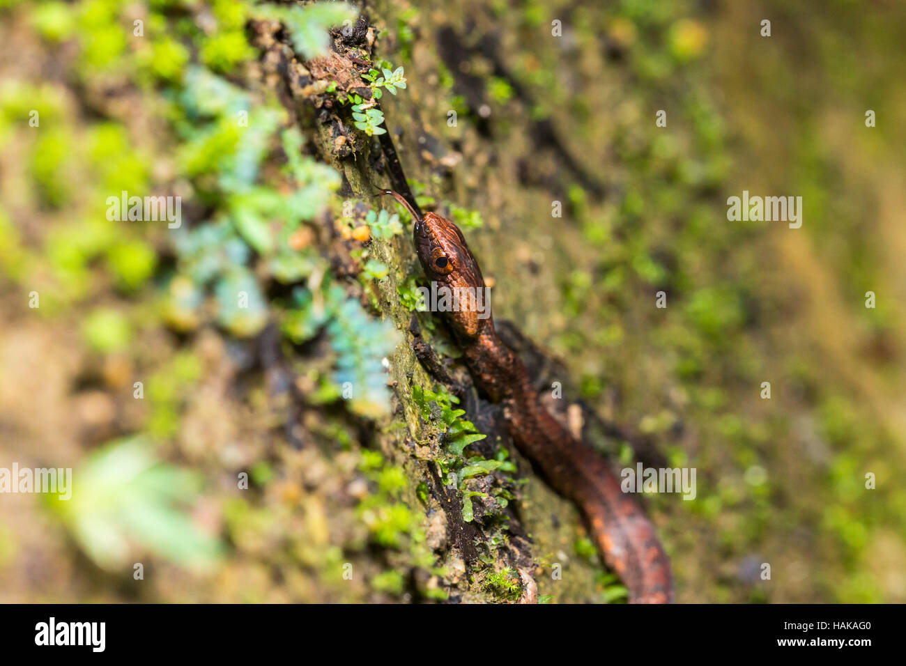 Hanging snake hi-res stock photography and images - Alamy