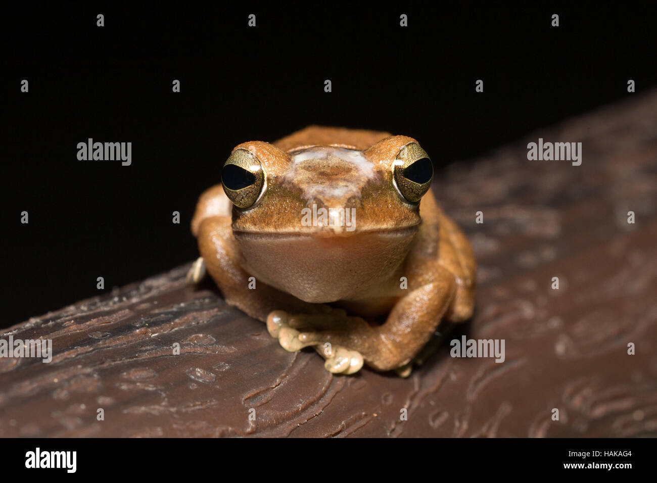 Portrait of frog - Spot-legged Tree Frog Stock Photo - Alamy