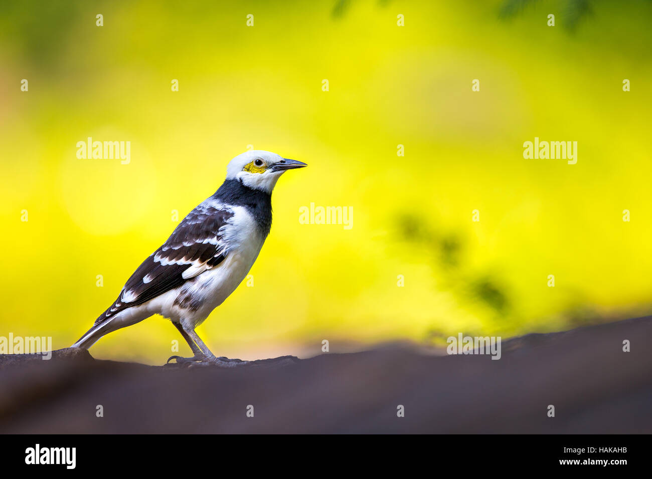 Black-collared Starling perching on stone with green background Stock ...