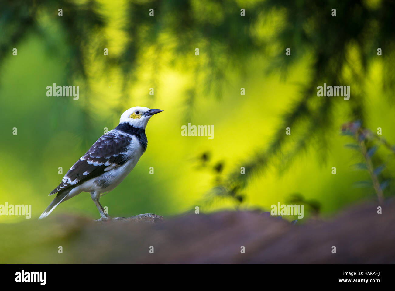 Black-collared Starling perching on stone with green background Stock ...