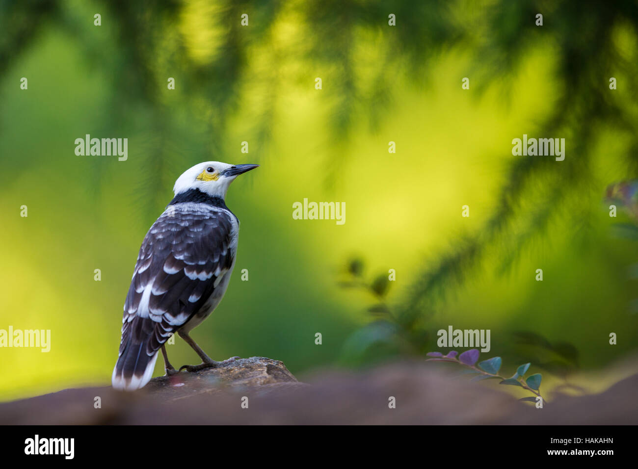 Black-collared Starling perching on stone with green background Stock ...