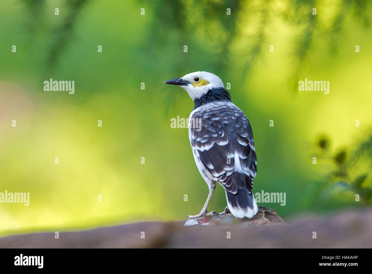 Black-collared Starling perching on stone with green background Stock ...
