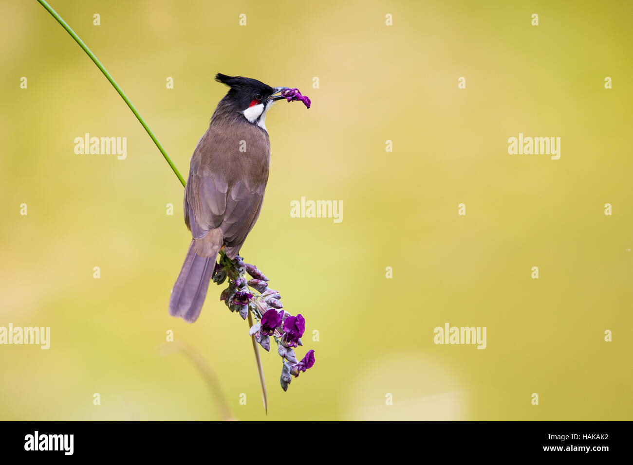 Red whiskered Bulbul eating flower with beautiful green background ...