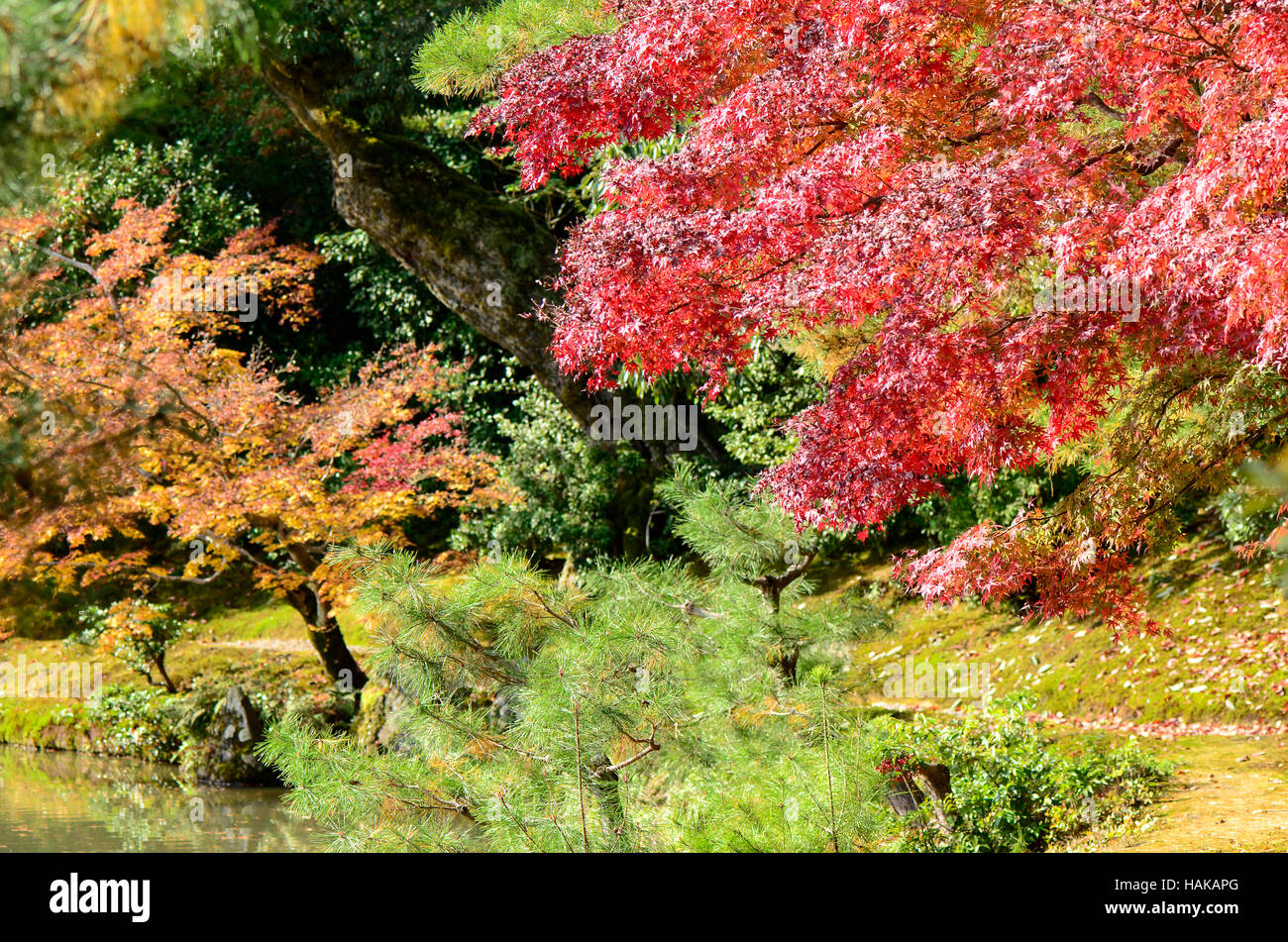 Colourful Autumn Garden. Maple Tree Garden in Autumn. Red Maple leaves ...