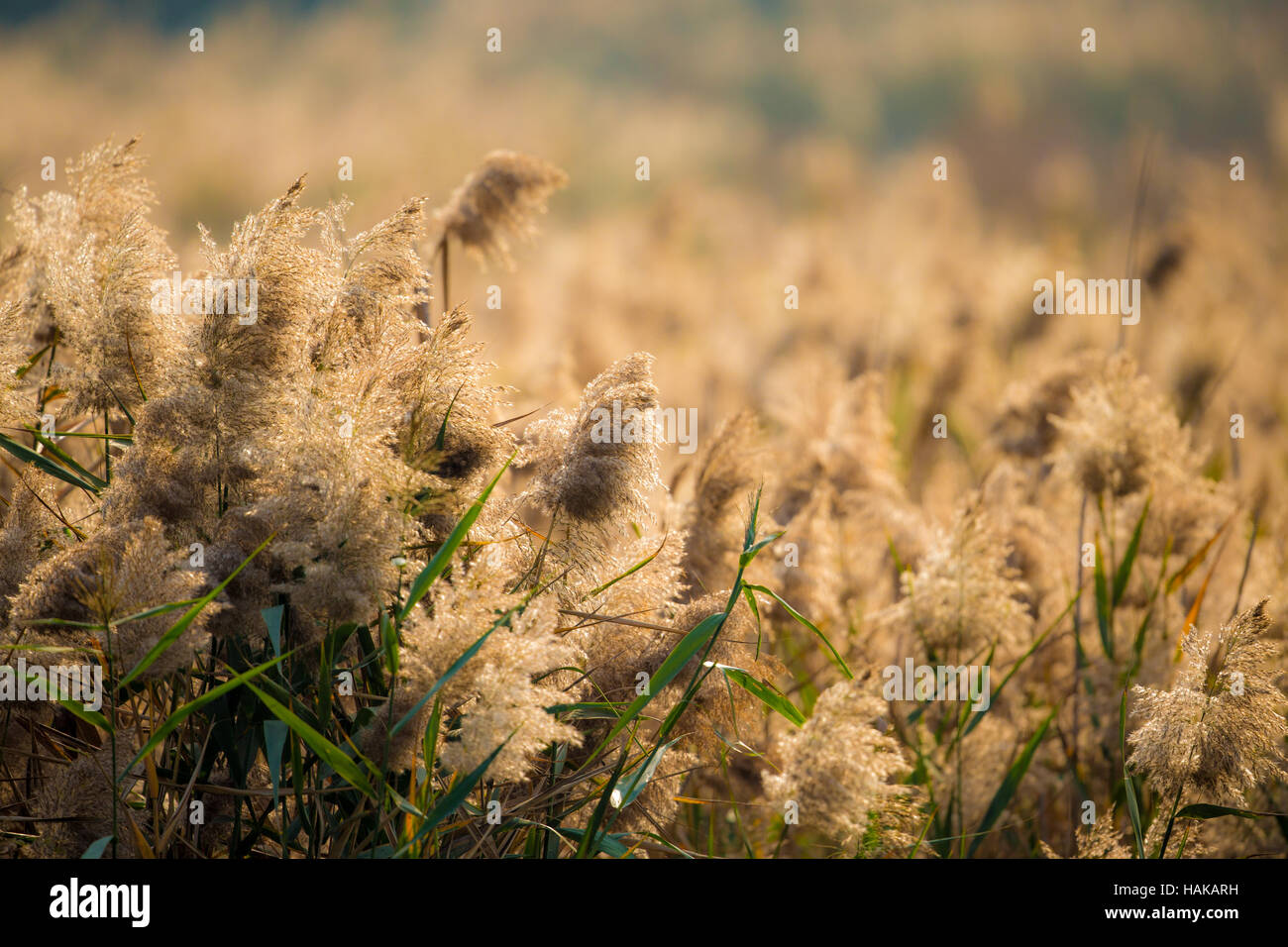 Reed river hi-res stock photography and images - Alamy