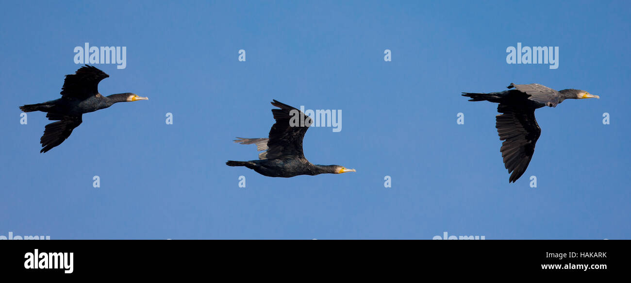 Group of Great Cormorant (Phalacrocorax carbo) in flight Stock Photo ...