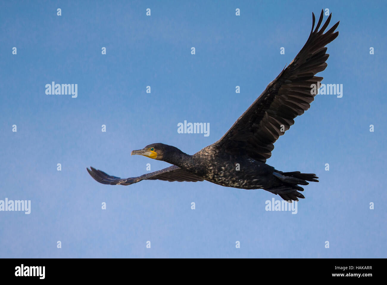 Great Cormorant (Phalacrocorax carbo) in flight Stock Photo - Alamy